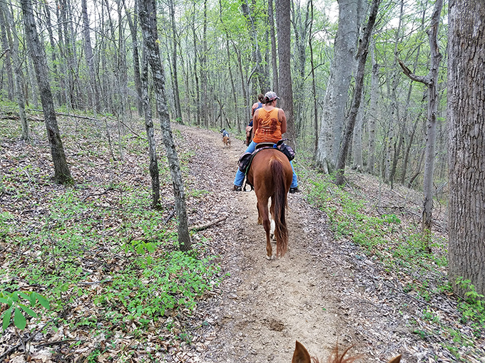 Horseback riding through Kentucky forests &ndash; like time travel with saddles. The modern world feels delightfully distant on these wooded trails.