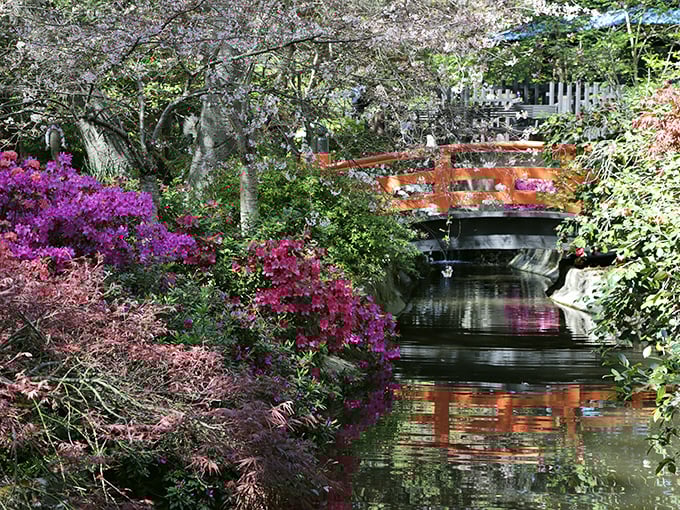 The Japanese bridge creates a perfect harmony of structure and wildness. Azaleas and cherry blossoms reflect in water that seems painted by Monet himself.