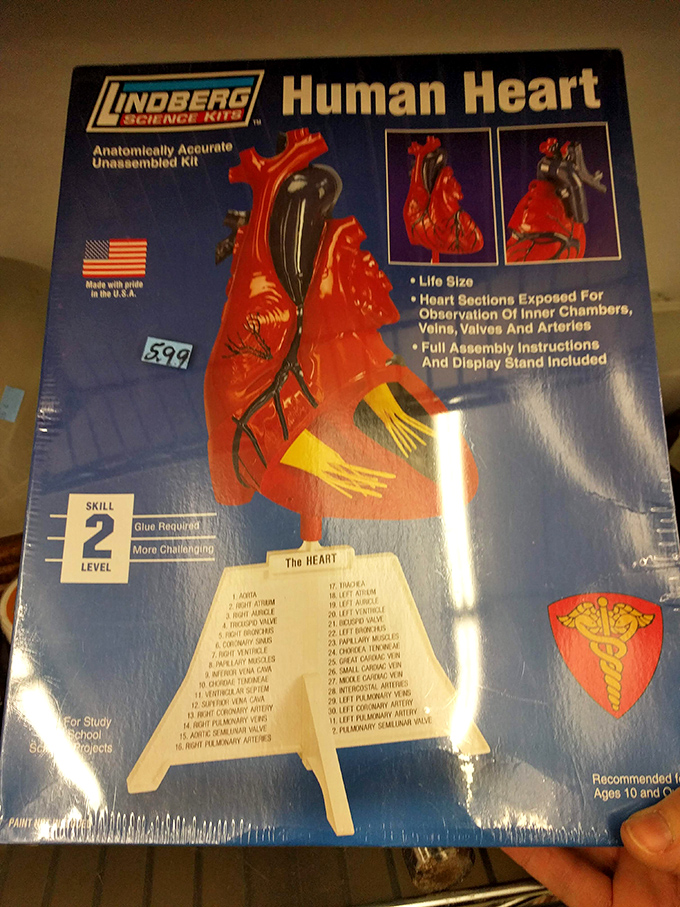 Where else can you find a human heart model for less than dinner for two? Science teachers and Halloween enthusiasts, rejoice!