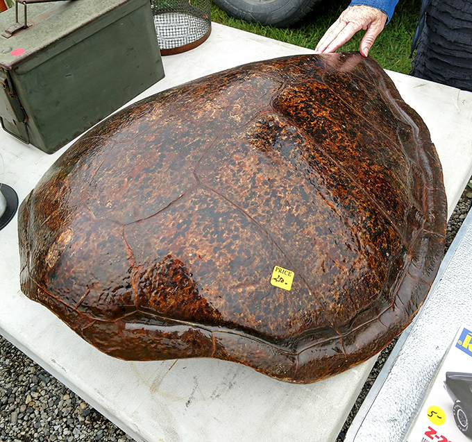 Nature's artwork on display—this turtle shell tells a story of decades in Michigan waters. Someone's conversation piece is just waiting to happen.