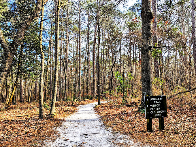 The Longleaf Trail sign stands like a patient tour guide who never rushes you or expects a tip.