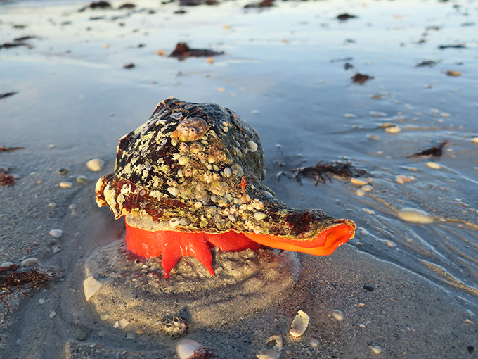 A horseshoe crab making its grand entrance. This living fossil brings 450 million years of evolutionary success to Cayo Costa's shoreline theater.