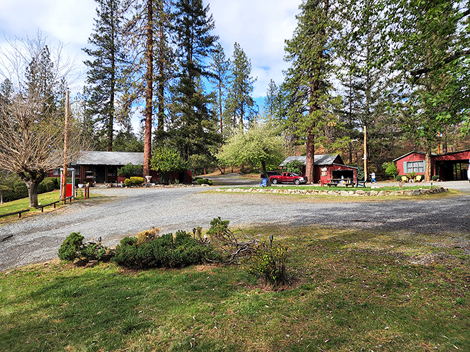 Rustic cabins nestled among towering pines&mdash;where checking your email feels like betraying the peaceful vibe of the place.