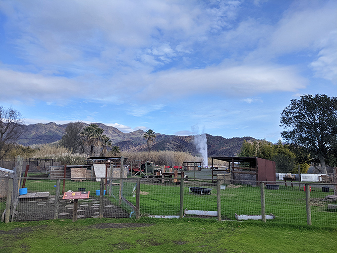 The animal enclosures offer a surprising bonus attraction &ndash; where else can you watch llamas while waiting for geological fireworks?