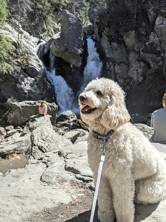 Four-legged hikers appreciate the view too. This happy pup seems to be thinking, "Sure, I can't swim here, but the scenery's worth the leash time."