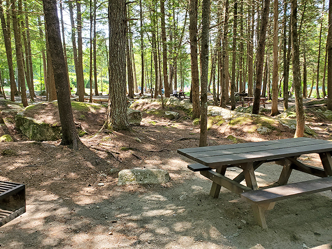 Lunch with a side of dappled sunlight. These picnic spots among the pines offer the kind of dining view no restaurant reservation could ever secure.