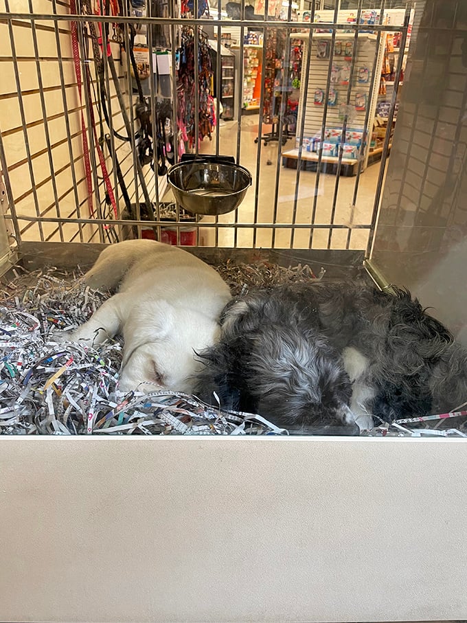 Nap time at the pet shop &ndash; these adorable puppies dream of forever homes while shoppers coo and aww.
