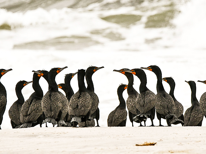 The cormorant convention has officially come to order! These dapper birds hold their annual meeting on Island Beach's pristine shoreline.