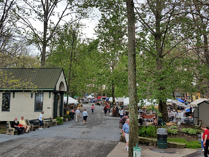 The market's pathways buzz with treasure hunters, the grove's natural canopy providing perfect shade for serious antiquing expeditions.