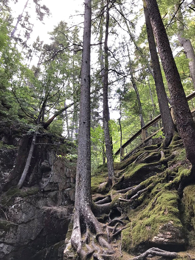 The original skyscrapers. These towering sentinels have witnessed countless seasons, their roots creating a natural staircase worthy of a fantasy film set.