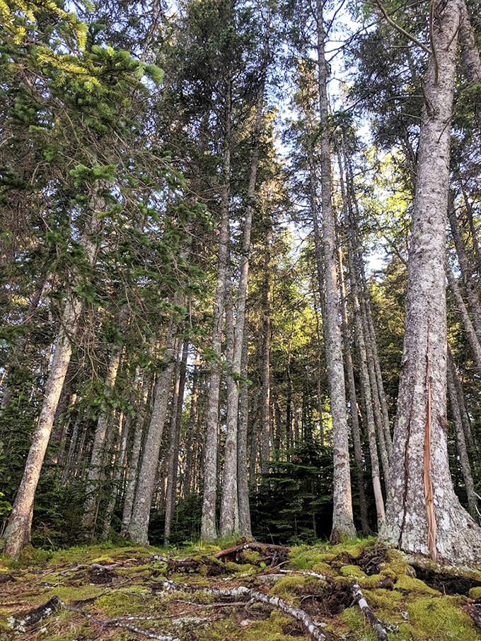 Cathedral of pines reaching skyward &ndash; Mother Nature's architecture puts human skyscrapers to shame.