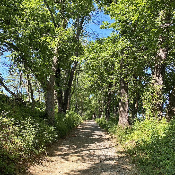 A tree-lined path that whispers secrets better than any soap opera you've been secretly watching for decades.