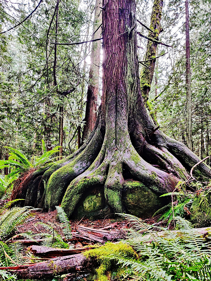 This ancient giant's roots tell stories of centuries gone by. Stand here long enough and you might just hear the whispers of the forest.