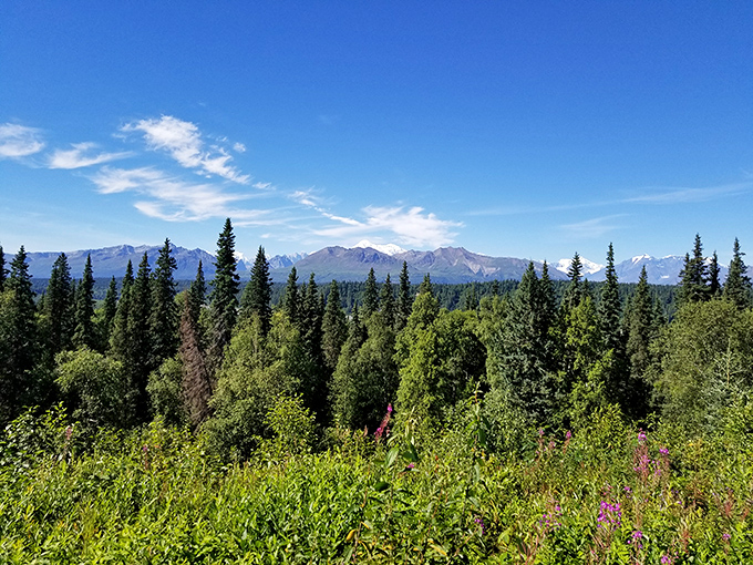 The boreal forest stretches toward distant peaks like nature's own cathedral ceiling. No wonder they call this the Last Frontier.