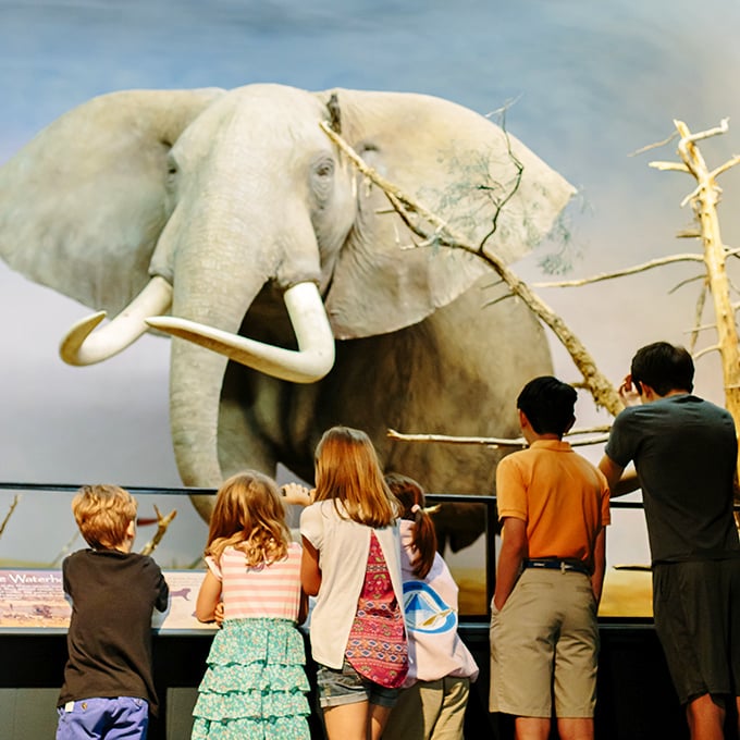 The wide-eyed wonder of childhood meets prehistoric wonder. These young explorers are getting an education no textbook could deliver.