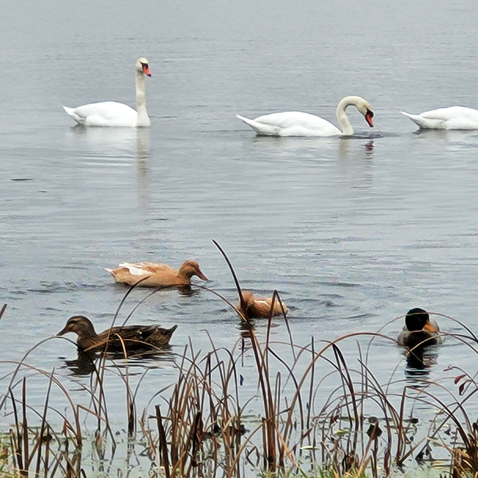 Kendallville's local waterfowl committee meeting in progress. The swans clearly chair the proceedings while the ducks handle the minutes.