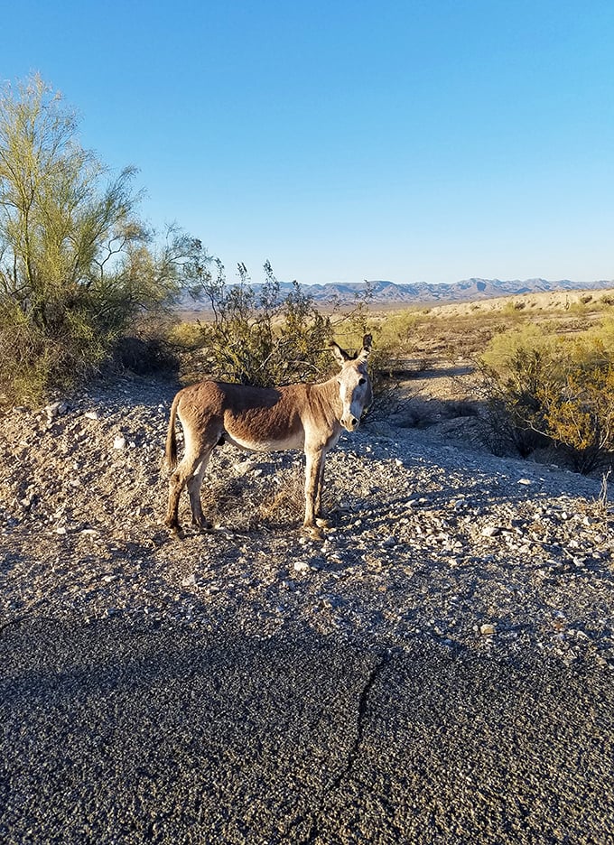 "Excuse me, do you have a moment to talk about desert conservation?" Local wildlife making unscheduled appearances is part of Alamo Lake's charm.
