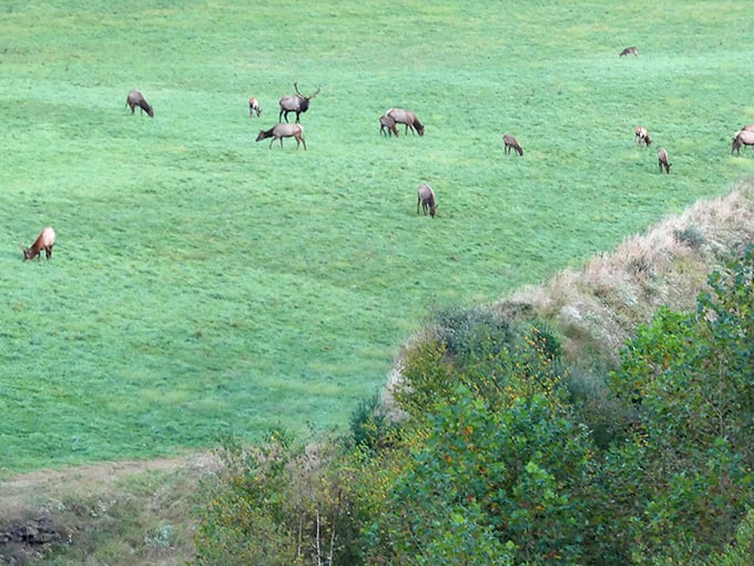 Dinner party in progress! A herd of Pennsylvania elk grazes peacefully in the meadow, blissfully unaware they're the stars of countless vacation photos.