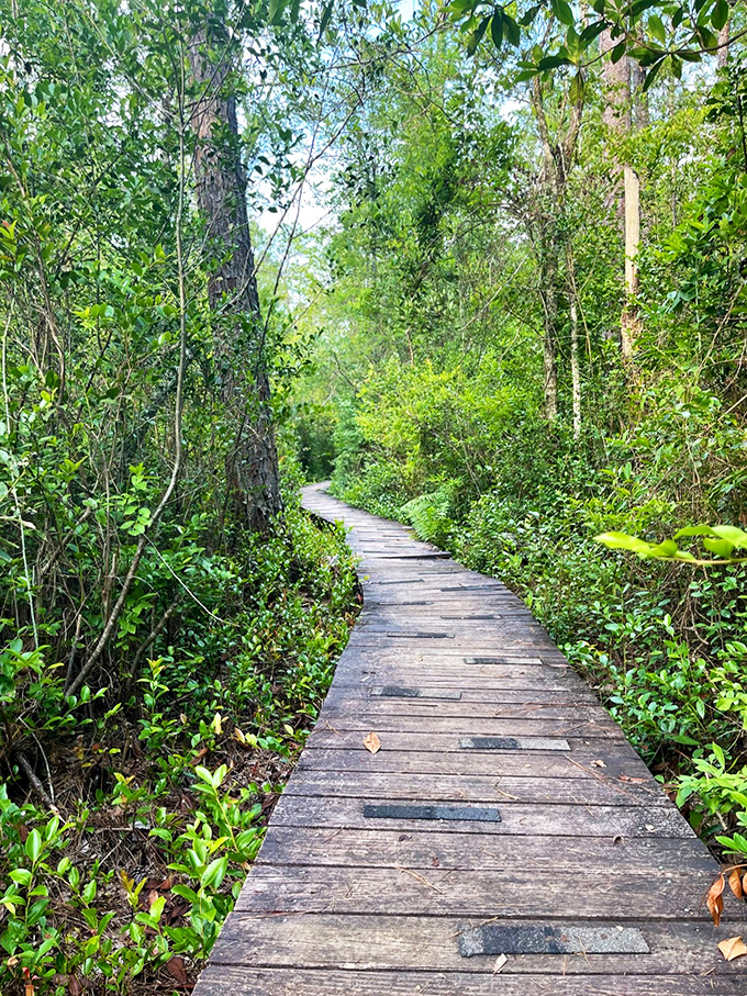 This wooden boardwalk through the wetlands feels like nature's red carpet, inviting you deeper into the wild.