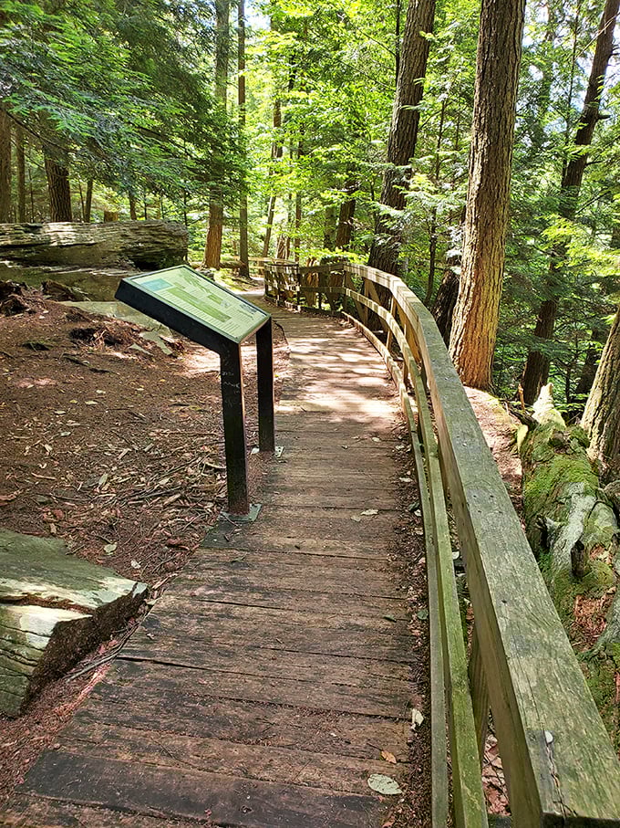 The boardwalk winds through towering trees like a wooden ribbon. These thoughtfully designed paths keep your feet dry while protecting delicate forest ecosystems.