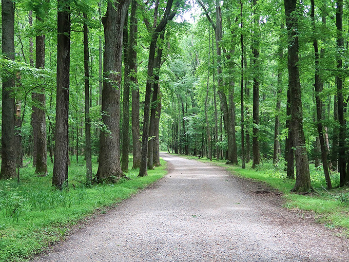 Tree-lined serenity at Caledon State Park, where the road less traveled leads to moments of pure woodland magic.