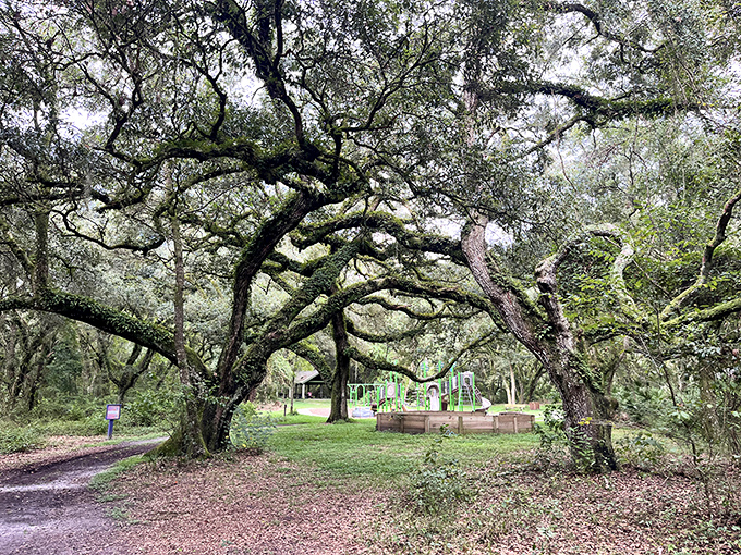 Ancient oaks create a natural cathedral over this playground – childhood joy doesn't require an admission fee.