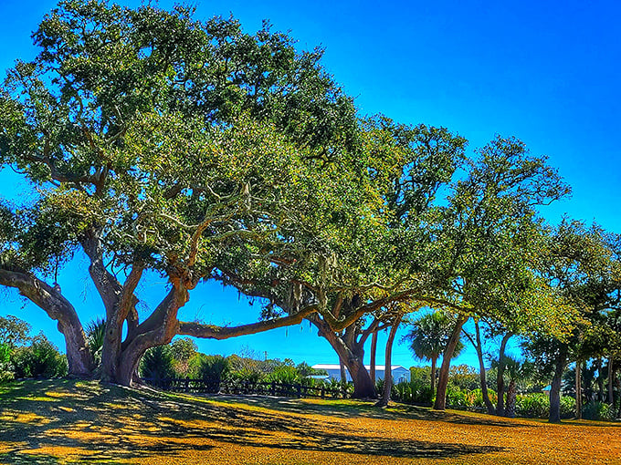 Edisto's ancient oaks stand like guardians against the Carolina blue sky, their sprawling limbs creating natural sculptures.