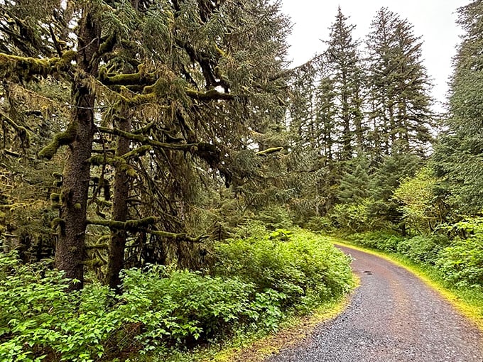 Ancient spruce sentinels line this path like nature's cathedral, their moss-draped branches creating a green-filtered sanctuary.