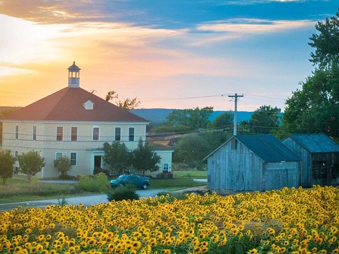 Those sunflowers stretching toward the sky remind you that Griswold's agricultural roots run deeper than any suburban shopping mall.