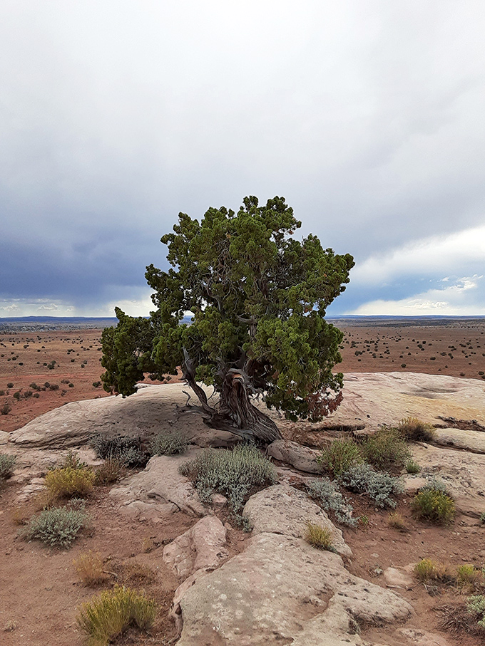 A tenacious juniper tree clings to life in Snowflake's rugged landscape. Nature's ultimate survivor story, told one twisted branch at a time!