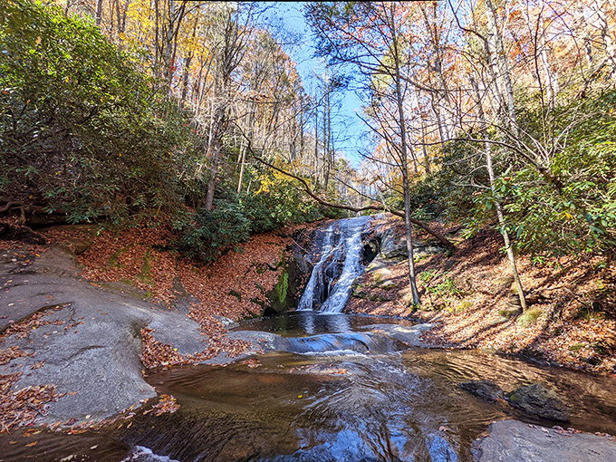 Crystal-clear mountain waters reflect towering trees in this pristine wilderness setting.