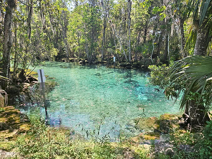 Three Sisters Springs – where manatees have better vacation homes than most of us. That blue? Completely unfair.