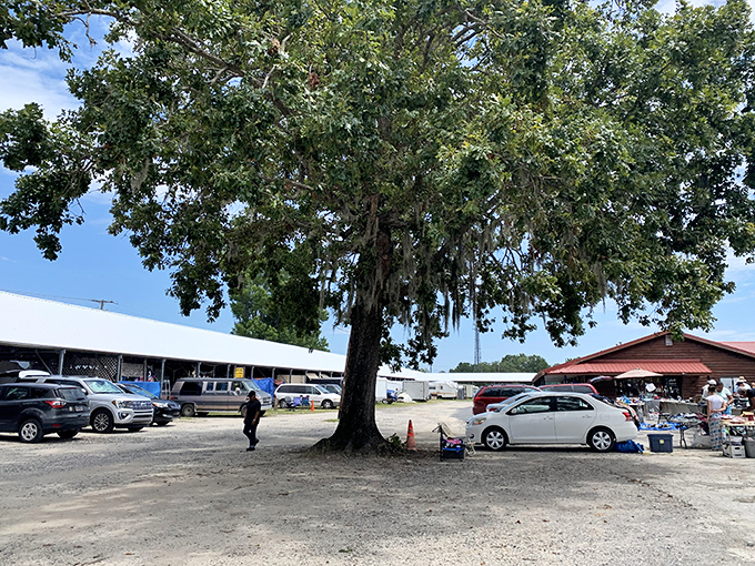 Cool shade and endless aisles make this market a year-round destination. That magnificent tree has witnessed countless deals!