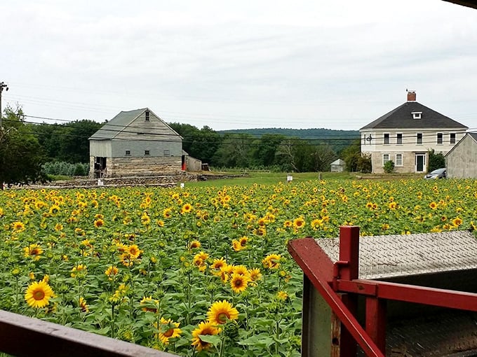 More golden faces turned toward the sun than a Florida retirement community, and twice as cheerful about the view.