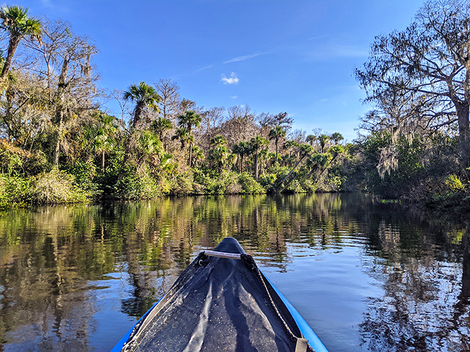 Canoe adventures that make you feel like a nature documentary narrator discovering hidden Florida treasures.