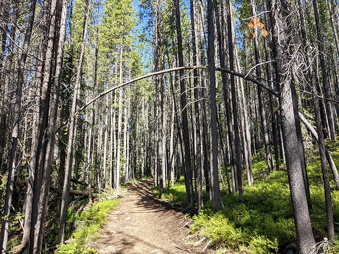 A peaceful hiking trail winds through towering pines at Lost Creek State Park, inviting visitors to explore Montana's natural beauty.