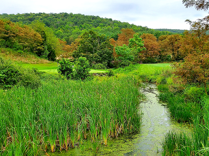 The wetlands at Rocky Gap State Park create a painter's palette of greens against the backdrop of Maryland's rolling hills.