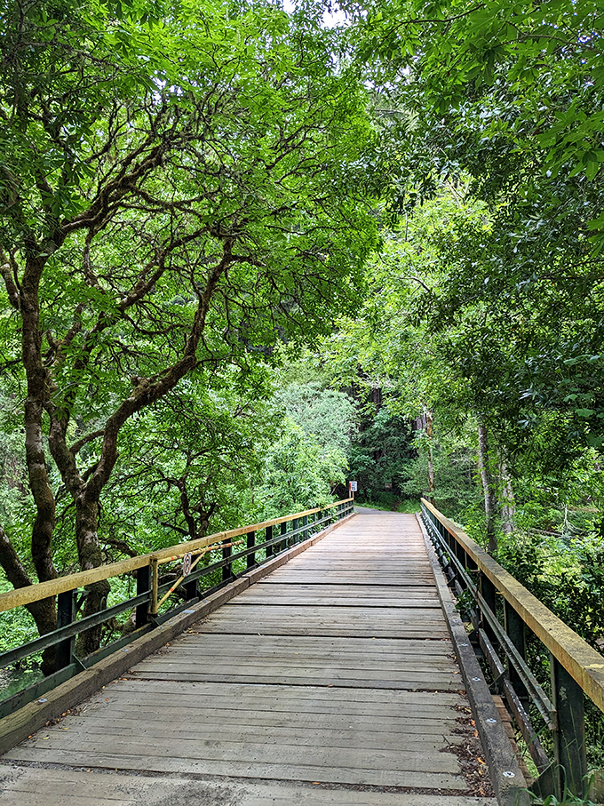 Ancient redwoods filter golden light onto forest trails that feel like walking through nature's own cathedral.
