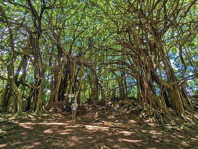 The iconic banyan tree creates a natural cathedral at Wailuku River State Park. Even the birds stop singing to admire it.