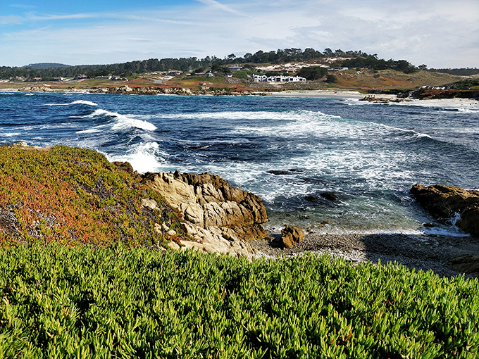 California's coastal tapestry on full display. Ice plant, succulents, and native grasses create a living carpet right to the ocean's edge.