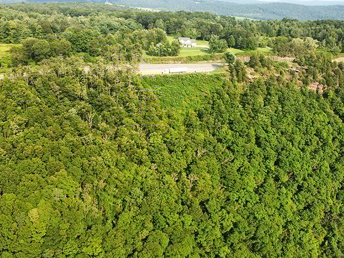 A bird's-eye perspective of Pennsylvania's verdant canopy. From up here, you can almost hear the trees breathing.