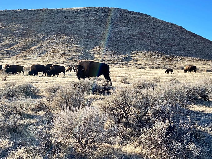 Wyoming's original residents, just hanging out. These bison look like they're posing for their album cover &ndash; "Straight Outta Thermopolis."