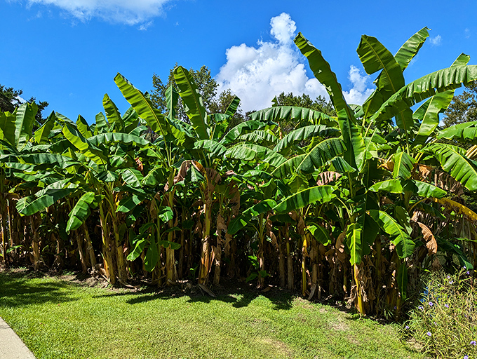 Banana trees create a tropical fortress of greenery. Who needs wallpaper when you can have this living tapestry in your backyard?