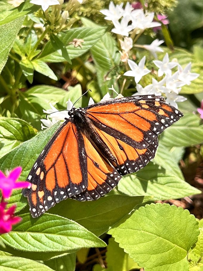 Nature's flying jewelry &ndash; a monarch butterfly takes a breather between flower-hopping adventures. No TSA checkpoints required for this frequent flyer.