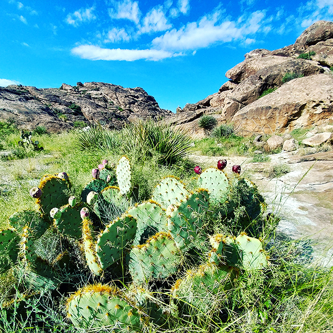 Desert survivors in full bloom. These prickly pear cacti with their vibrant fruit remind us that even in harsh landscapes, nature finds a way to throw a colorful party.