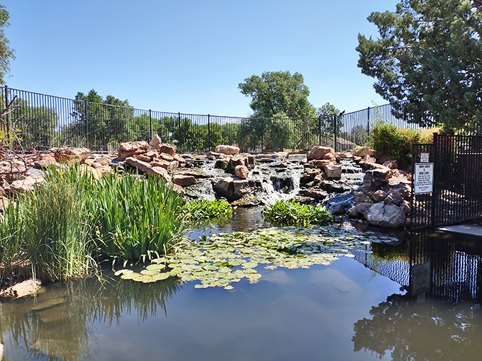 Cahoon Park's serene water feature creates a desert oasis where lily pads float lazily in the sunshine &ndash; a perfect spot for contemplating whether we're alone in the universe.