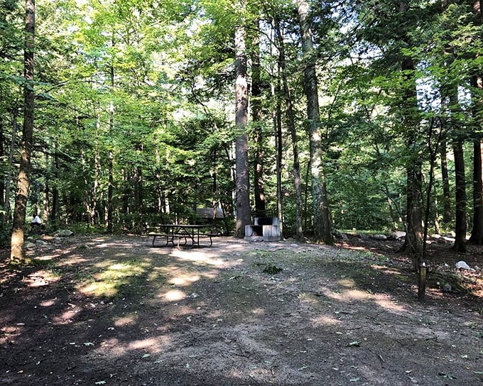 Nature's conference room: one picnic table, unlimited seating for squirrels, and the best overhead lighting Mother Nature provides.