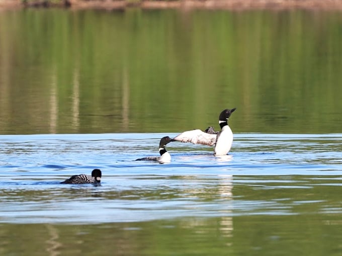 The original Umbagog residents hold an impromptu family meeting. Their haunting calls are New England's most beautiful alarm clock.