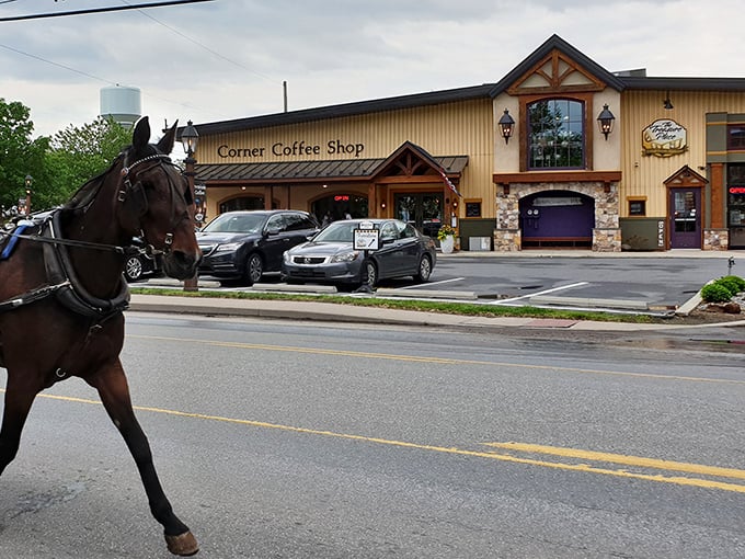 Even the horses know where to get the best coffee in town. This equine connoisseur seems to be eyeing the Corner Coffee Shop for his morning caffeine fix.