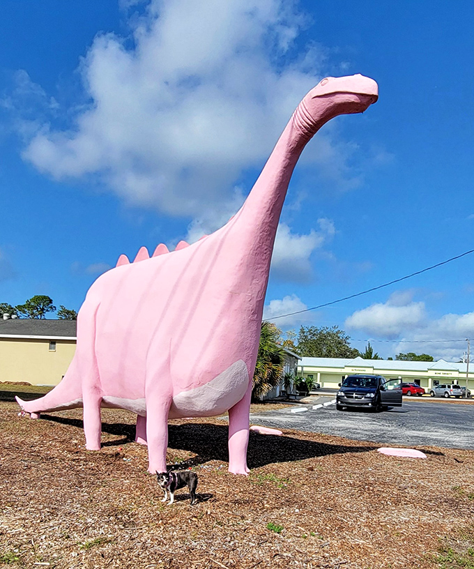 Even four-legged visitors seem intrigued by this towering pink creature. "Is this what happens when flamingos evolve?" the pup wonders.